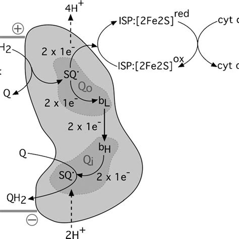 Scheme 1 Schematic Representation Of The Q Cycle Cytochrome B Is