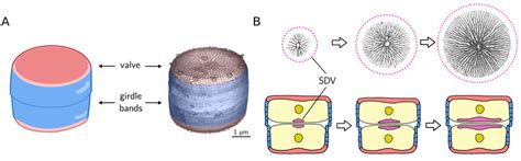Diatom Cell Wall Morphogenesis A Schematic Of The Cell Wall Left Download Scientific