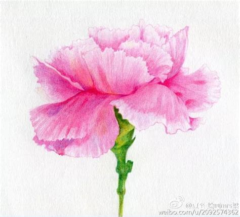 一步一步教画康乃馨一笔一笔的画康乃馨用铅笔画康乃馨第2页大山谷图库