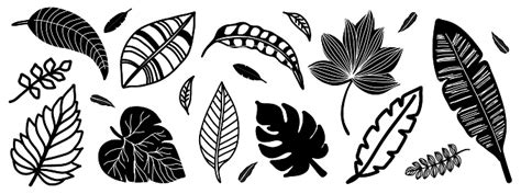 낙서 스타일의 열대 이국적인 나뭇잎 손으로 그린 흑백의 기발한 디자인 요소와 실루엣 몬스테라 잎 야자수 바나나 잎 레몬 잎 0명에 대한 스톡 벡터 아트 및 기타 이미지