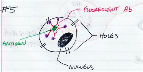 Direct Viral Detection Lab Diagram Quizlet