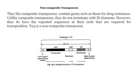 An Introduction To Transposable Elements Ppt