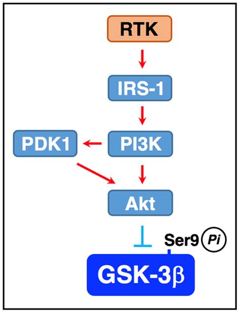 Rtk Mediated Gsk 3β Inactivation Akt Is Activated Through A Pathway Download Scientific
