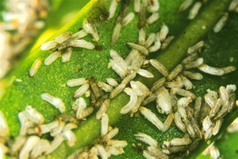 Sago Palm Looking Sick It May Be Cycad Aulacaspis Scale Sherlock Tree Company