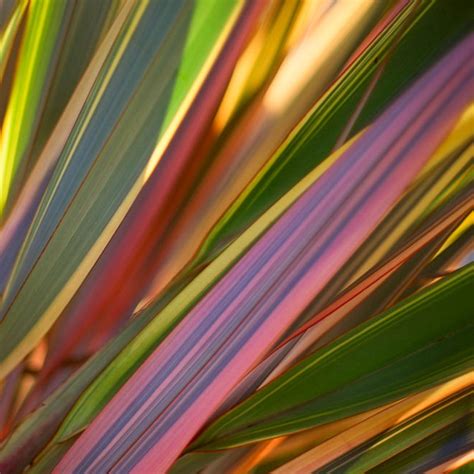 New Zealand Flax Flax Lily Seeds Phormium Tenax €1 75 🌳🌼🌸🌿🌱🍉