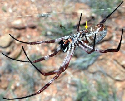 Spider Sex Spider Reproduction HowStuffWorks