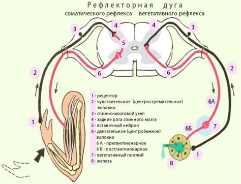Урок проект з біології для 8 го класу на тему Нейрогуморальна регуляція дихальних рухів