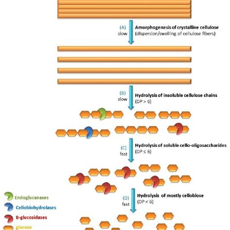 Structure Of Hemicelluloses And Site Of Action Of Hemicellulases A Download Scientific