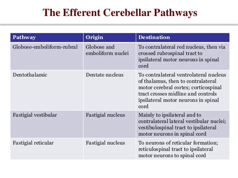 The Cerebellum Anatomy Function Mobile Physiotherapy Clinic