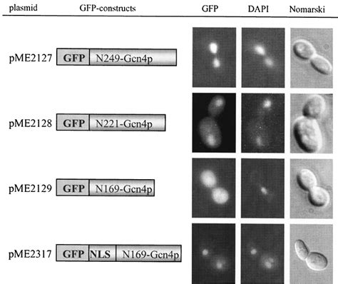 Localization Of C Terminal Truncated Gcn4p Fused To Gfp In Yeast S