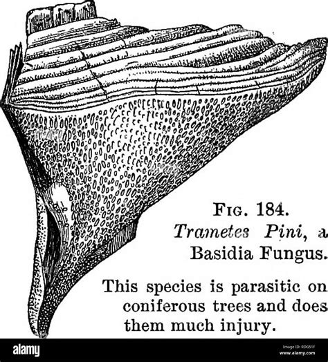 Spore Formation Asexual Reproduction
