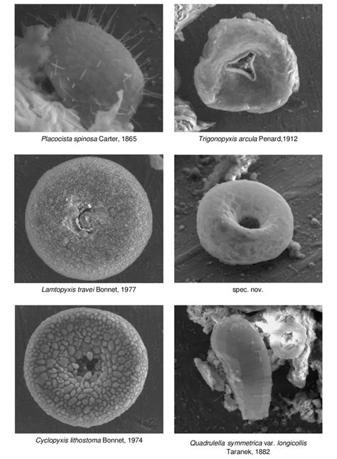 Testate Amoebae From Tropical Mountain Rainforests Of The Region Of The