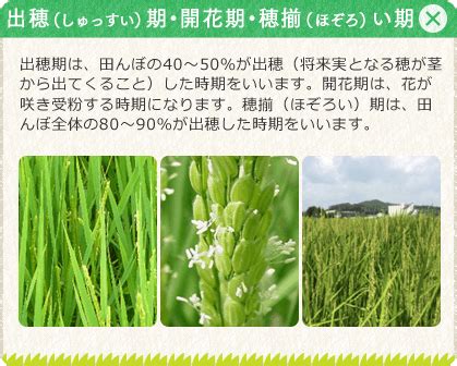 お米ができるまで お米の話 株式会社ヤマタネ食品本部