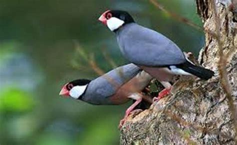 Beginner S Guide To Java Sparrows Breeding