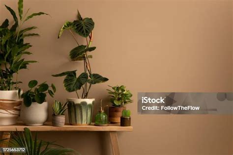 복사 공간 나무 벤치 화분 식물 갈색 벽 꽃 스프링클러 및 개인 액세서리가있는 거실 인테리어의 미적 구성 가정 장식 템플렛 0명에 대한 스톡 사진 및 기타 이미지 Istock