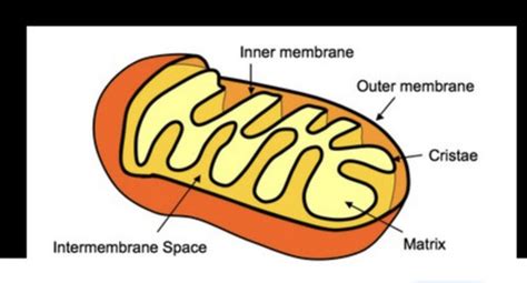 Biology Unit 3 Flashcards Quizlet