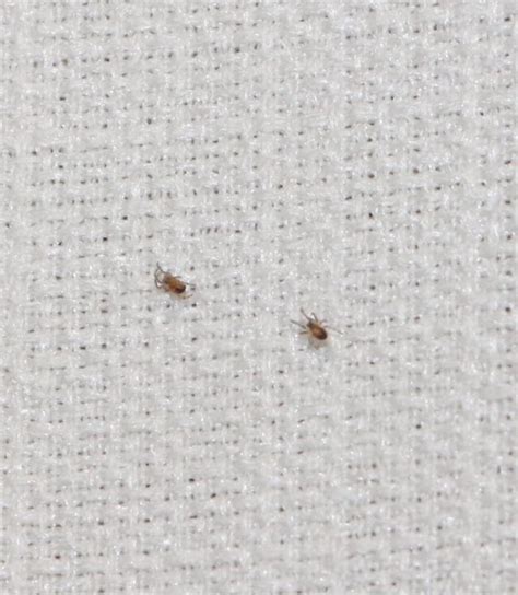 What Spider Is This And Why Are They Grouping On My Curtain R