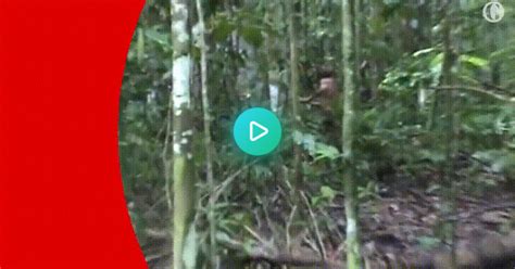 Last Of His Tribe Amazons Man Of The Hole Dies  On Imgur