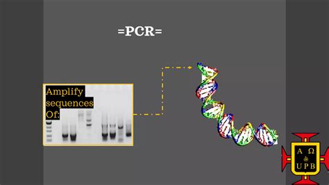 Staphylococcus Pseudintermedius Methicillin Resistant Pdf