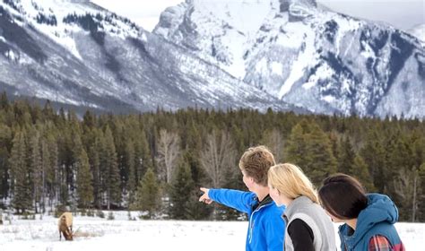 Discover Banff And Its Wildlife With Gondola Epic Experiences