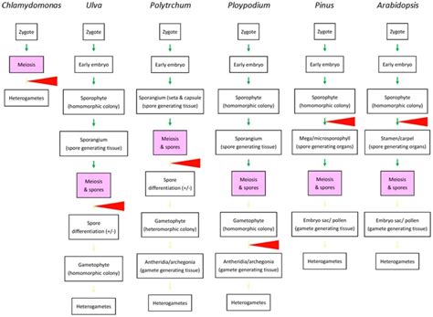 The Concept Of The Sexual Reproduction Cycle And Its Evolutionary