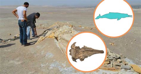 Inédito Hallazgo Paleontológico En Desierto De Perú Encuentran Fósil