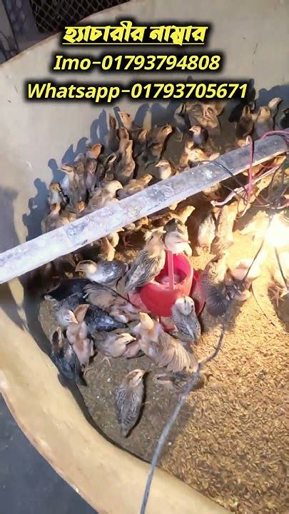 ১৯ দিনে দেশি মুরগির বাচ্চা। দেশি মুরগি পালন পদ্ধতি ১০ Youtube