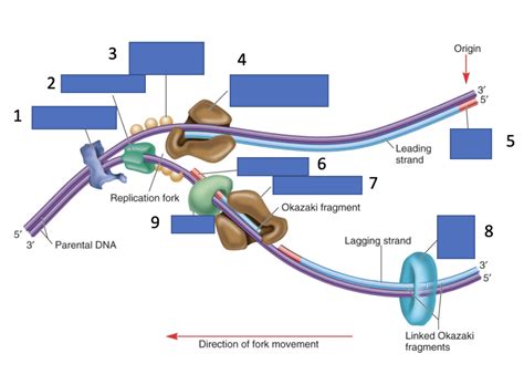 Dna Replication Diagram Diagram Quizlet