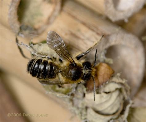 Leafcutter Bee 8 July 2006