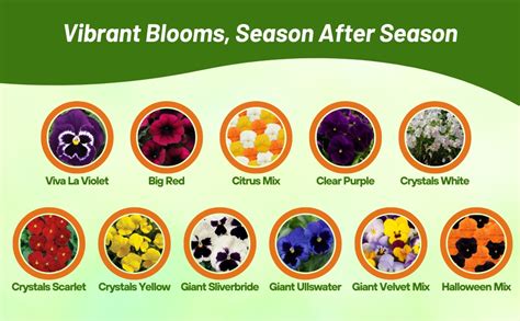 Viola Seed Arkwright Ruby Viola Flower Seeds