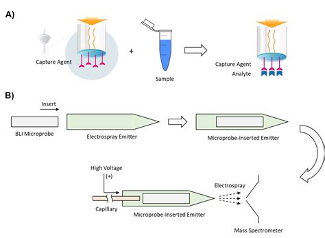 Direct Coupling Of Biolayer Interferometry And Mass Spectrometry For