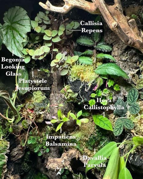 Carnivorous Plants Terrarium • Instagram Carnivorous Plants