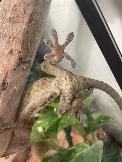 Hi Can Anyone Help Me Sex My Tokay Also Pls Read My Comment Below R Tokaygeckos