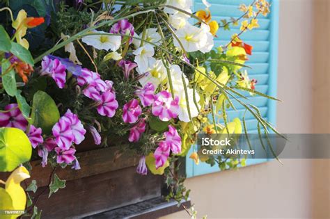 창턱에 아름다운 꽃과 오픈 블루 나무 셔터와 창 창턱에 피는 페쿠니아 0명에 대한 스톡 사진 및 기타 이미지 0명 거리 건물 외관 Istock