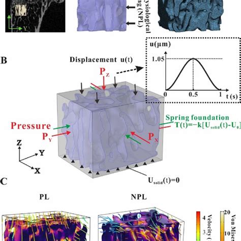 Pdf Fluid Solid Coupling Numerical Simulation Of Trabecular Bone