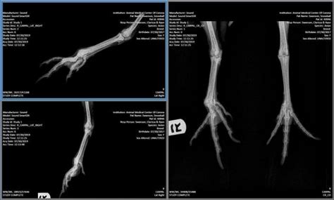 Pododermatitis Bumblefoot Diagnosis Treatment Resolution And Pododermatitis Bumblefoot Diagnosis Treatment Resolution And