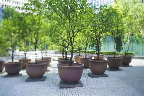 How To Grow Trees In Containers At Jose Huggins Blog