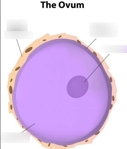 Diagram Of The Ovum Quizlet