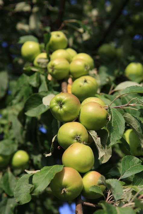 Apfelbaum Fachwerk De Die Fachwerkhaus Community