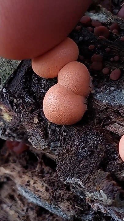 분홍콩먼지버섯분홍콩점균 Youtube