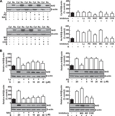 Figure 3 From Reactive Oxygen Species And Pi3k Akt Signaling Play Key Roles In The Induction Of