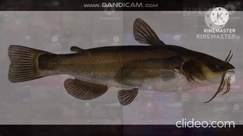 Band Geeks The Host Eporner