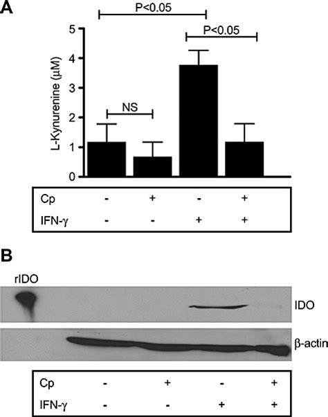 Study Of The Effect Of C Parvum On Ido Enzyme Activity And Protein