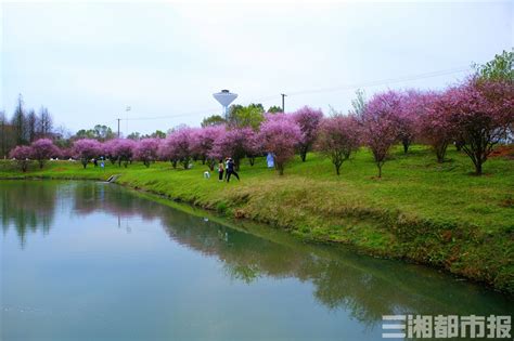 春暖花开，长沙园林生态园40万株郁金香已盛开 今日关注 湖南在线 华声在线