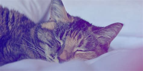 How To Disable Lazy Load In WordPress Without Plugin WPPagebuilders