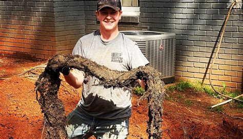 Roots Gone Wild How Trees Can Wreak Havoc On Your Septic System