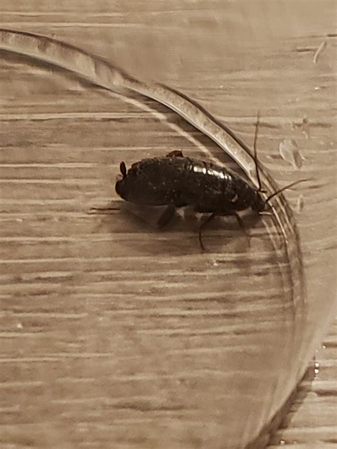 What Type Of Bug Is This Northeastern Usa Approx 3 4in Size Found