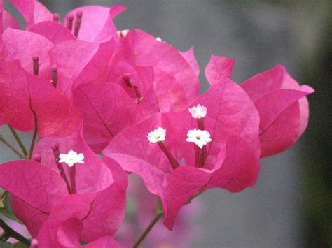 北海道そのへんの花 オシロイバナ科 ブーゲンビリア Bougainvillea glabra