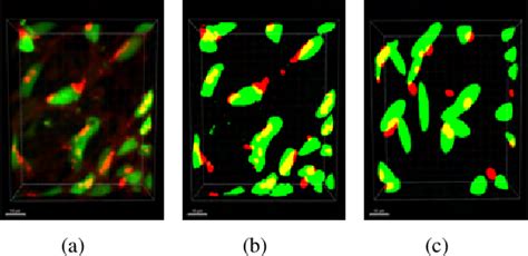 Figure 1 From Self Supervised Segmentation Of 3d Fluorescence Microscopy Images Using Cyclegan