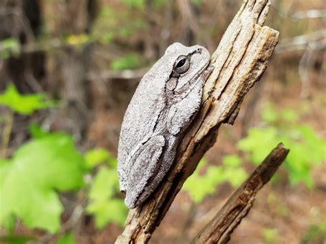 Copes Gray Treefrog Hyla Chrysoscelis